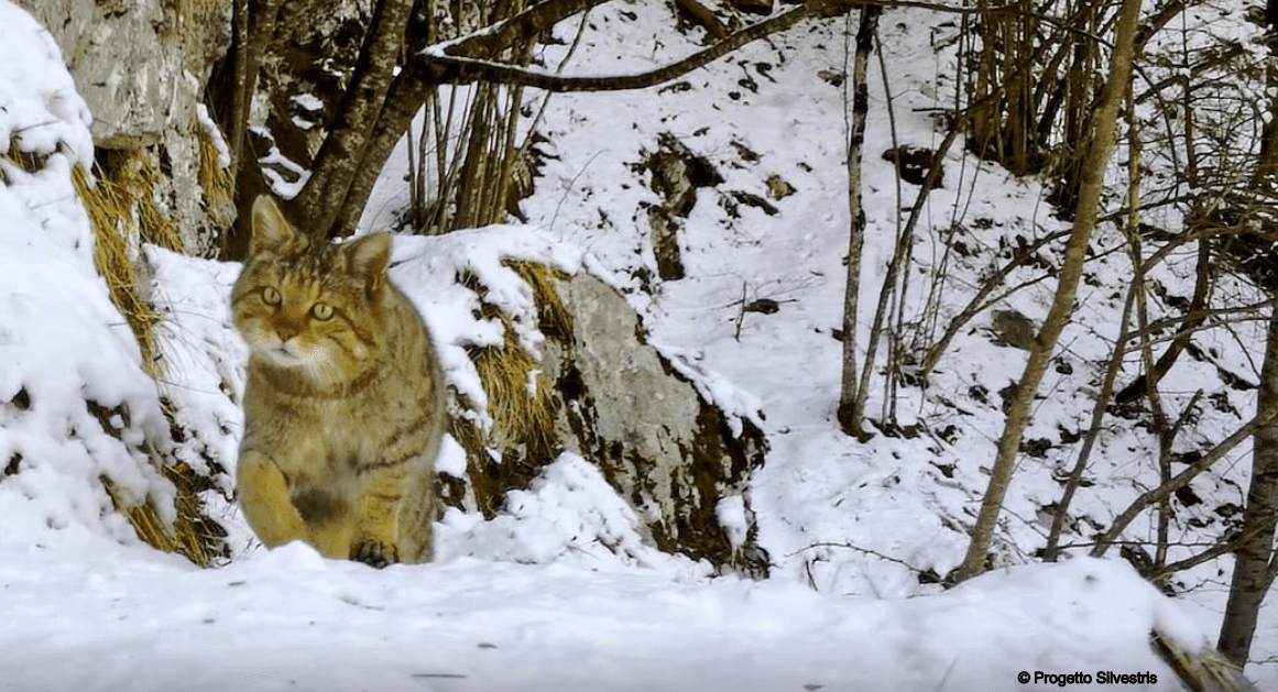 La presenza del gatto selvatico nel Parco Nazionale Dolomiti Bellunesi ...